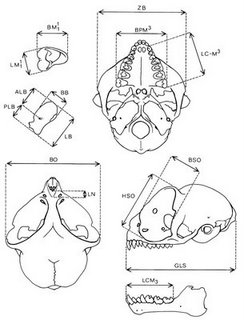 Tarsier Skull Shop Drawings – Tacky Raccoons
