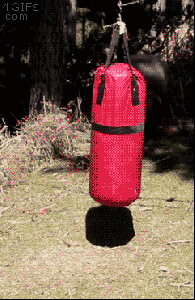 llama – Tacky Raccoons