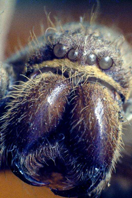 Sally Spider Needs A Hug. – Tacky Raccoons