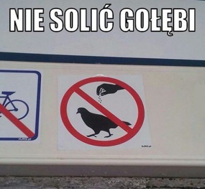 Don’t bicycle and don’t sprinkle fleas on birds. – Tacky Raccoons