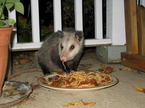O’Possum O’Pasta – Tacky Raccoons
