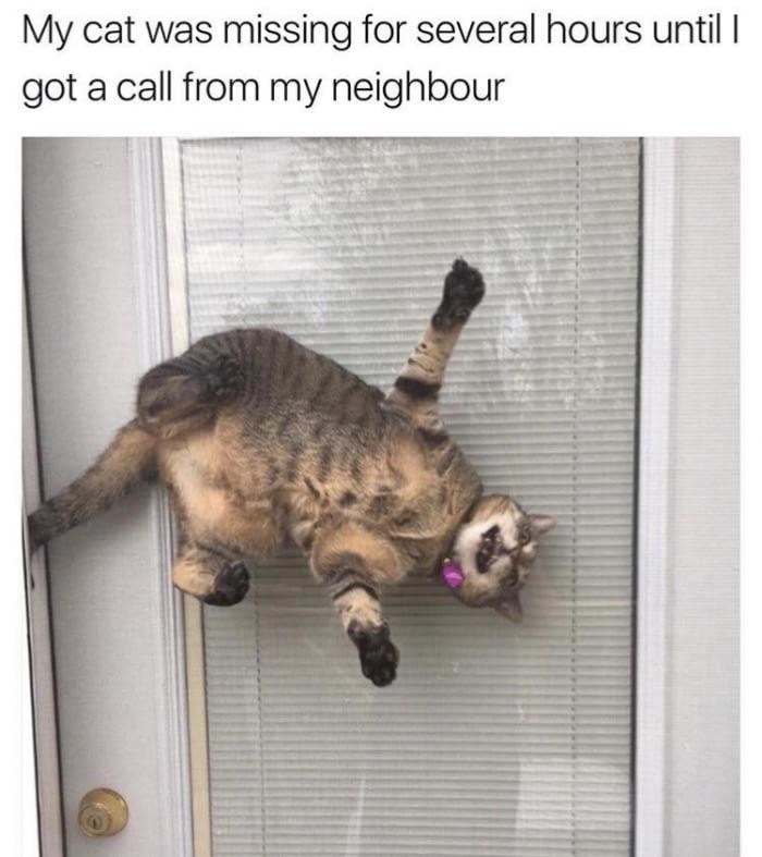 Static. Cat Static. Inescapable Cat Static. – Tacky Raccoons