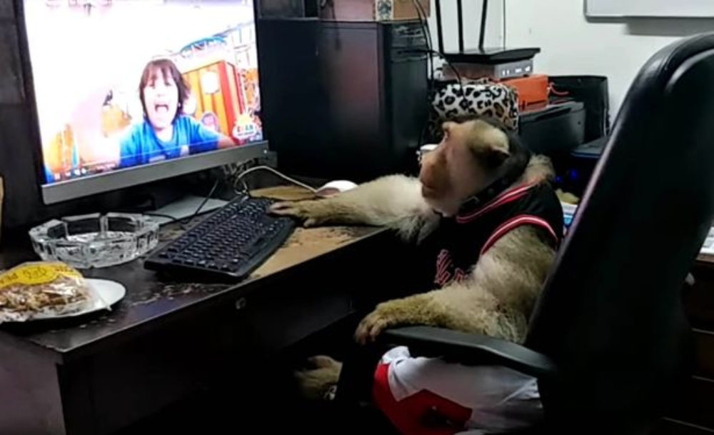 Screen Capping Hot Links – Tacky Raccoons