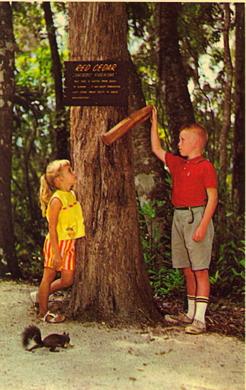 Intriguing Tree Switch – Tacky Raccoons