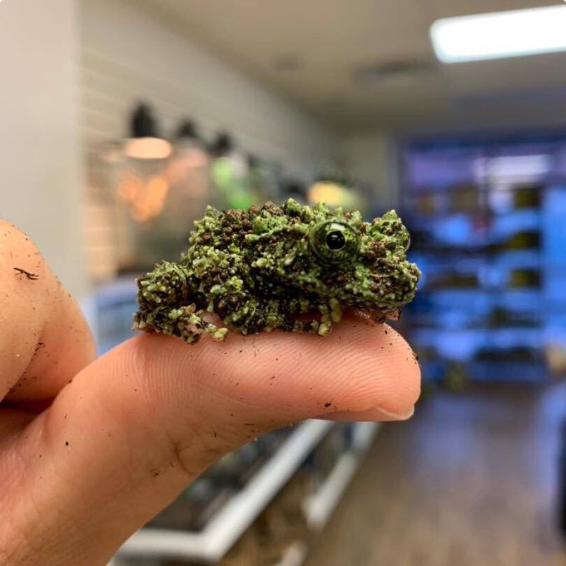 Everything You Should Know About The Vietnamese Mossy Frog – Tacky Raccoons