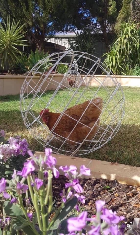 Free Range Cage Chicken – Tacky Raccoons