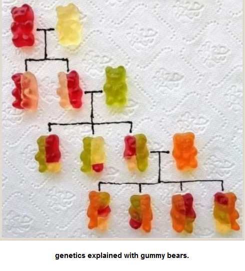 Gummy Bear Genetics – Tacky Raccoons