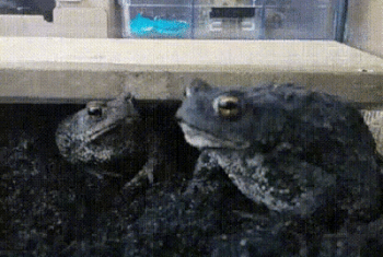 The .Gif Friday Post No. 690 – Two Toadies, One Froggie & A Sea ...