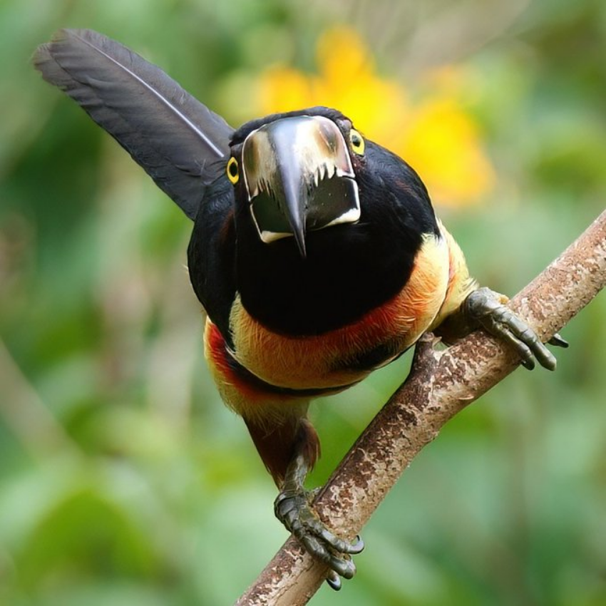 Collared Aracari (Pteroglossus torquatus) – Tacky Raccoons
