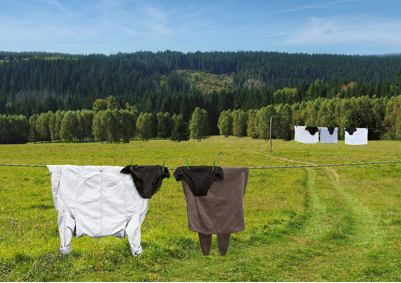 Decaudating Hot Links – Tacky Raccoons