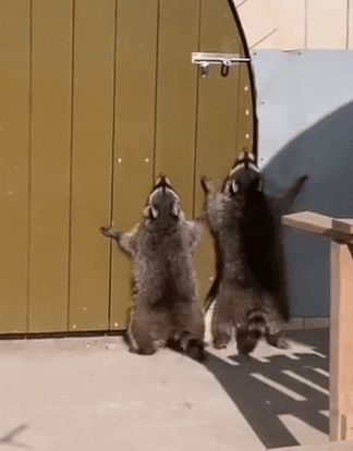 The .Gif Friday Post No. 787 – Jumpy Critters, Blockheadbanger ...