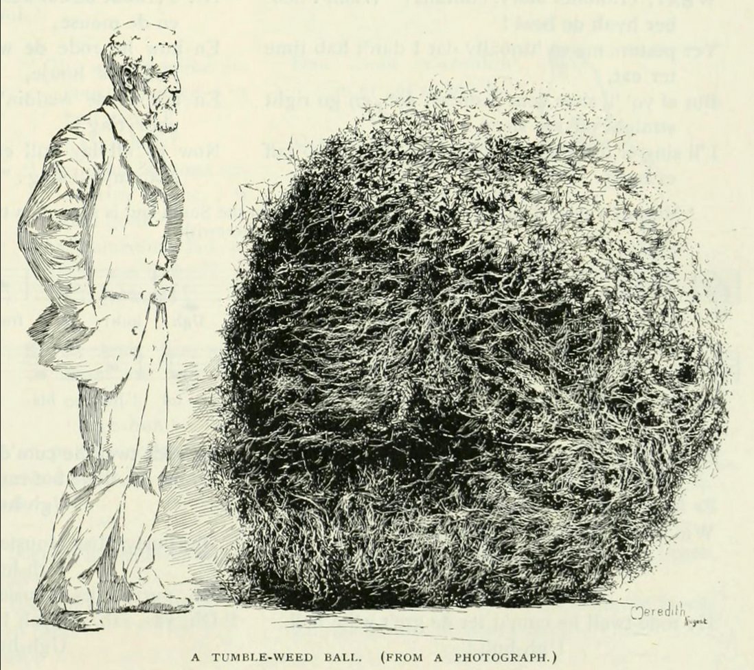 “A Tumble-Weed Ball (From A Photograph)” – Tacky Raccoons