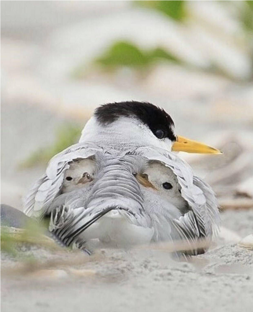 Three Little Birds – Tacky Raccoons