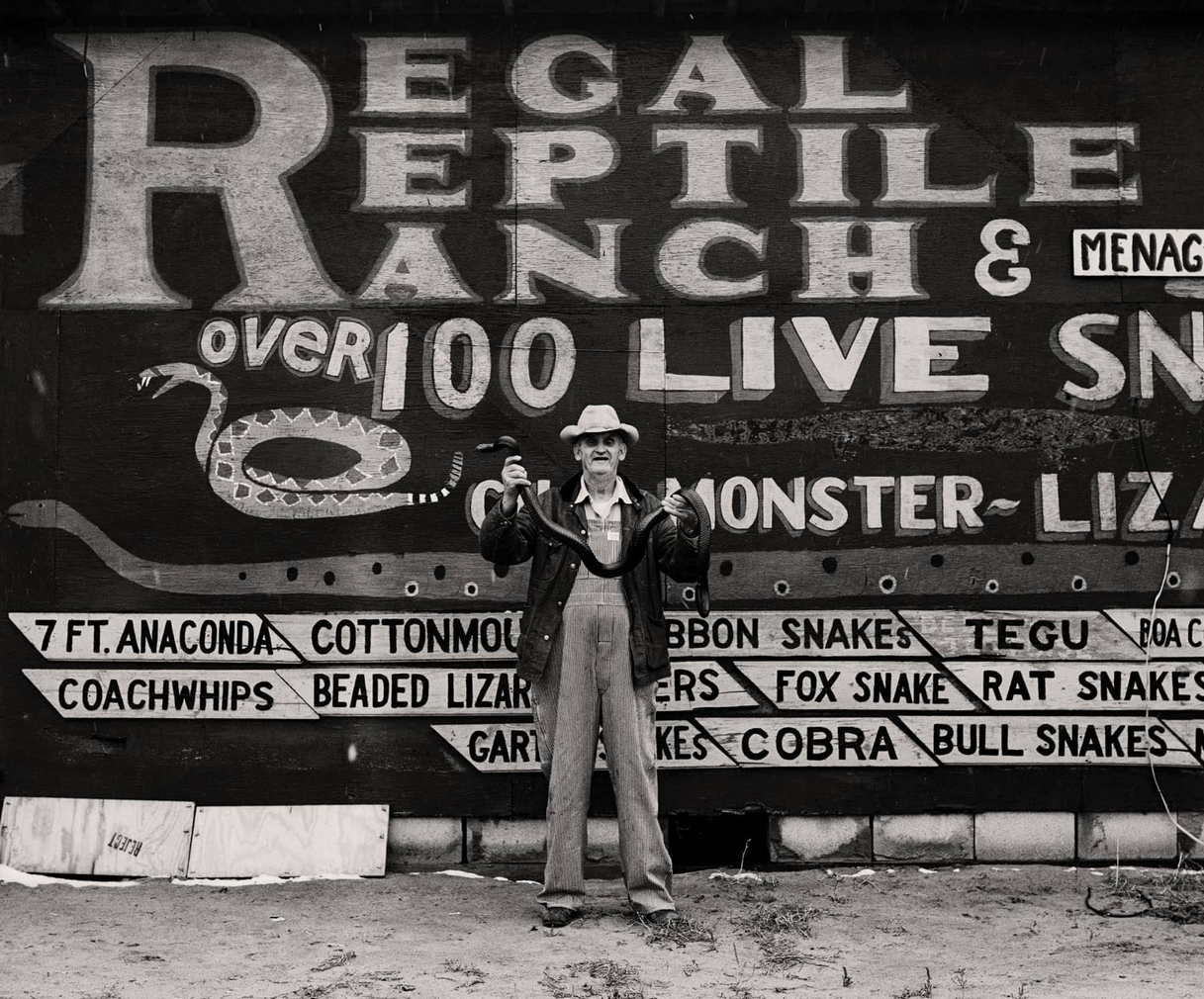 On the Road with Steve – Tacky Raccoons