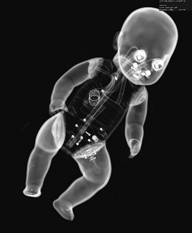 X-Rays of Taxidermy – Tacky Raccoons